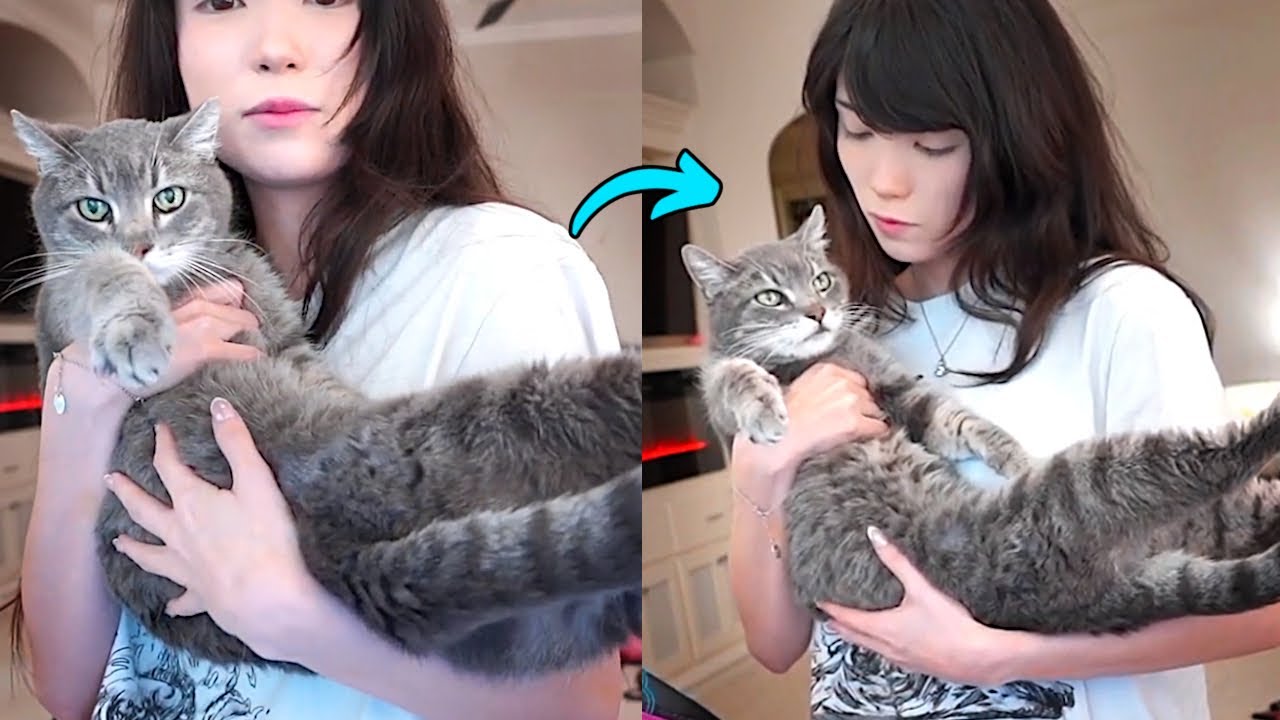 Emiru Bullies the new cat - YouTube