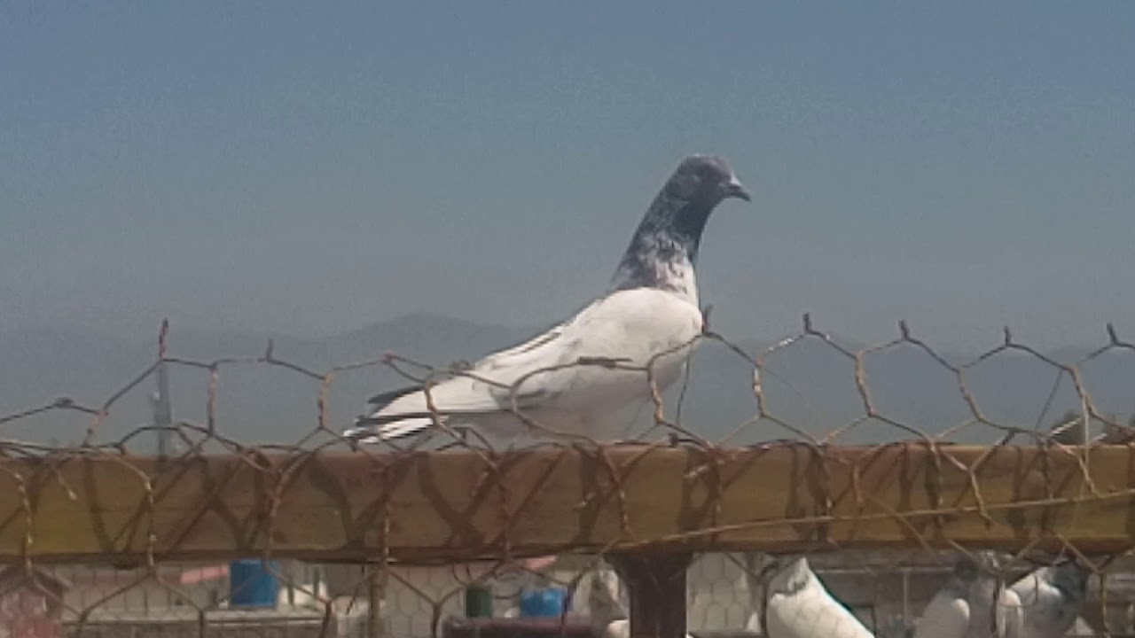 Updates of My New pigeons setup || Pigeon setup in Rawalpindi - YouTube