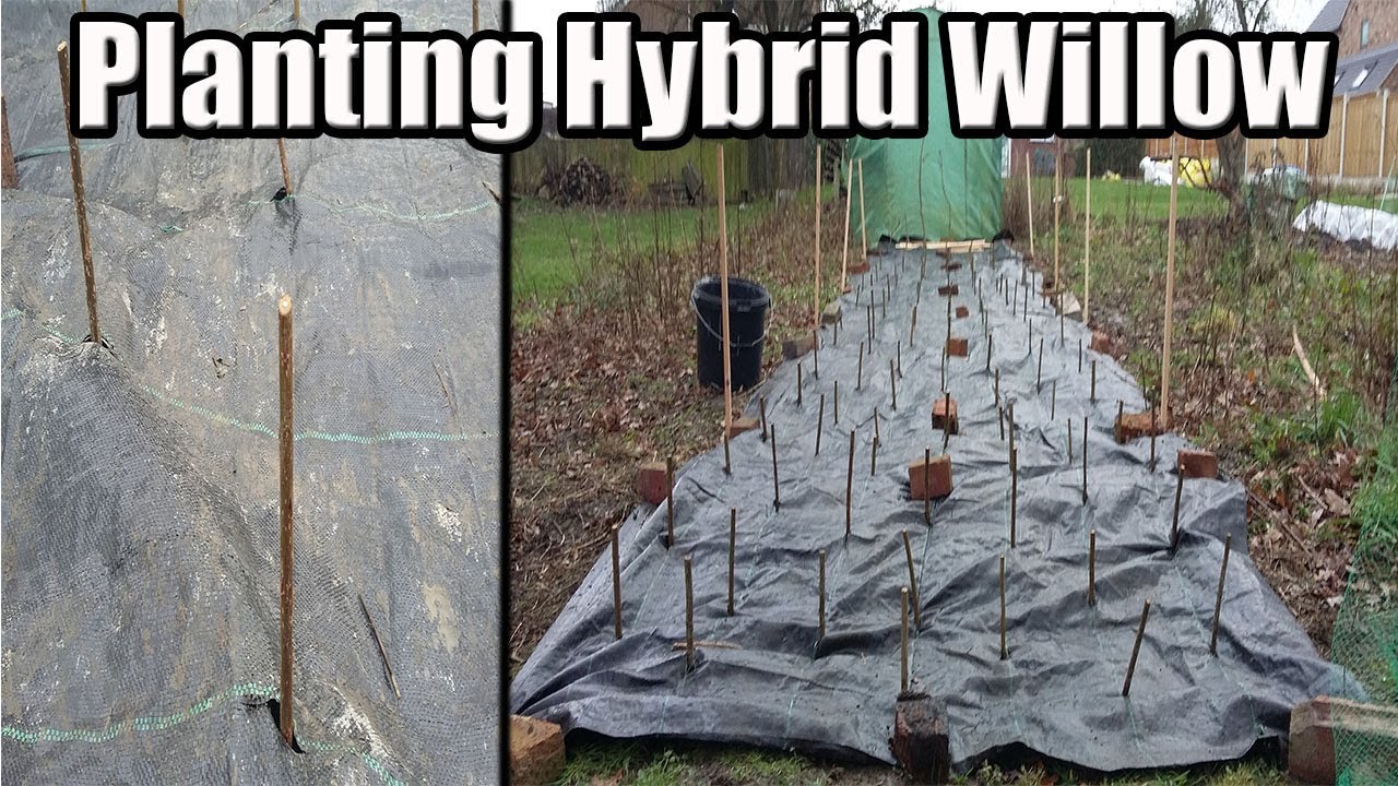 When To Start Willow Cuttings At Annette Nigel Blog