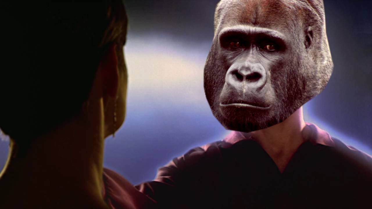 Legends Never Die: A Tribute To Harambe - YouTube