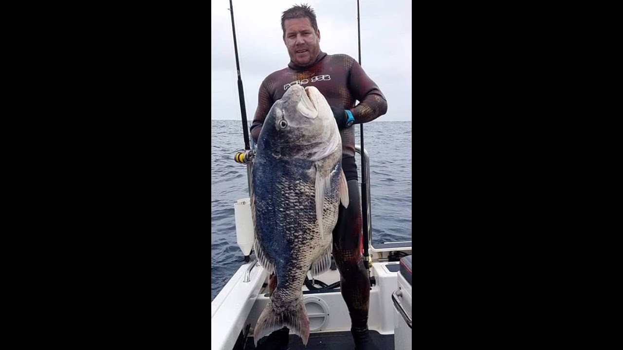 Spearfishing Black Musselcracker - Gerhard Vosloo - YouTube