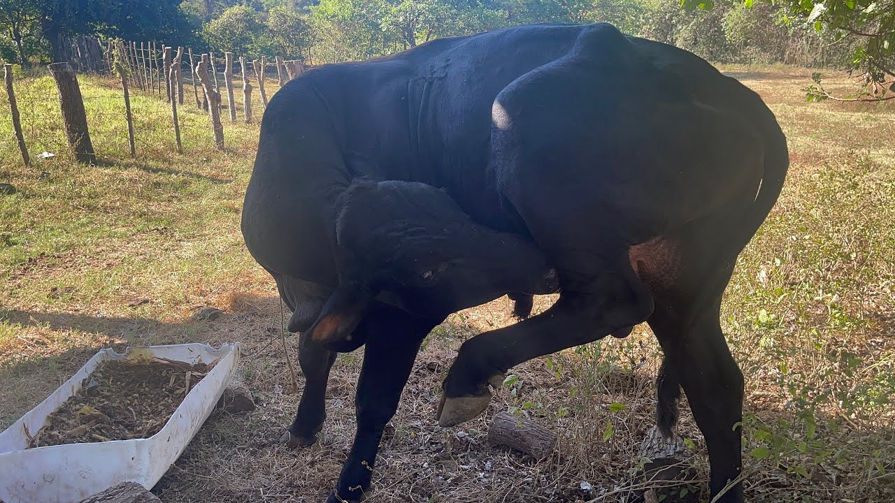 El Nuevo Toro Del Corral - YouTube