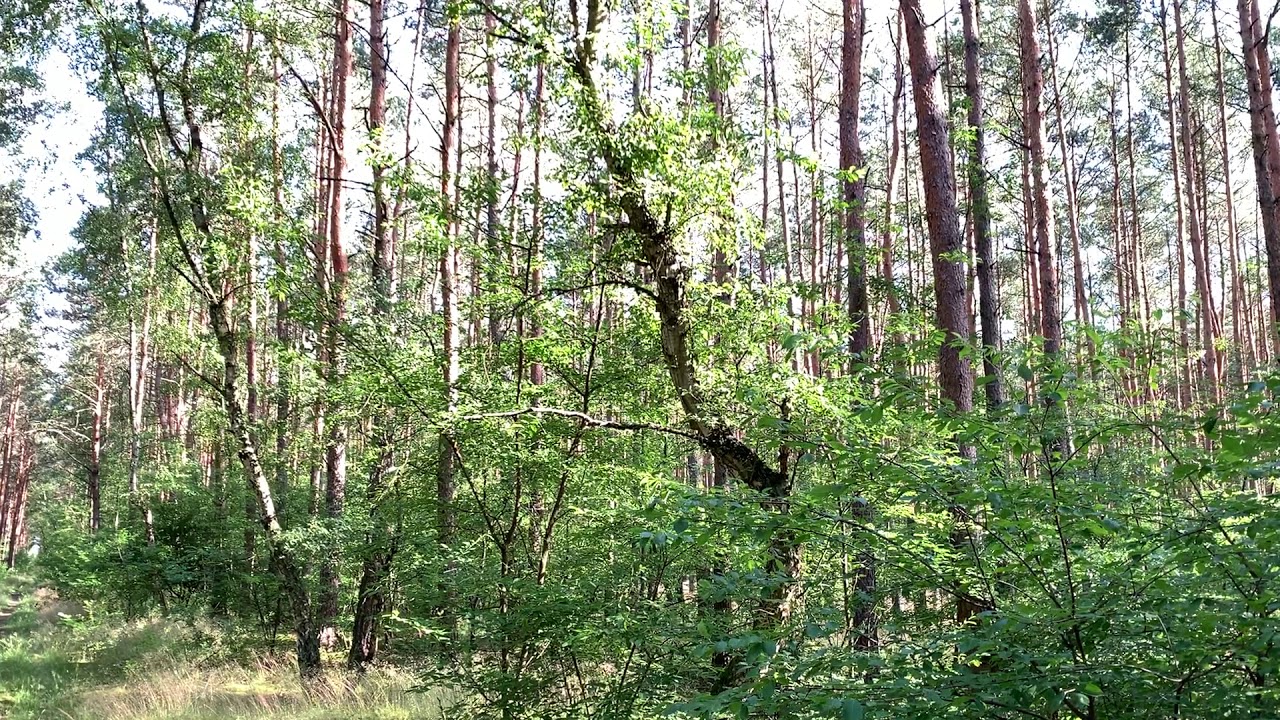 2020-07-04 Caspian climbing a birch tree - YouTube