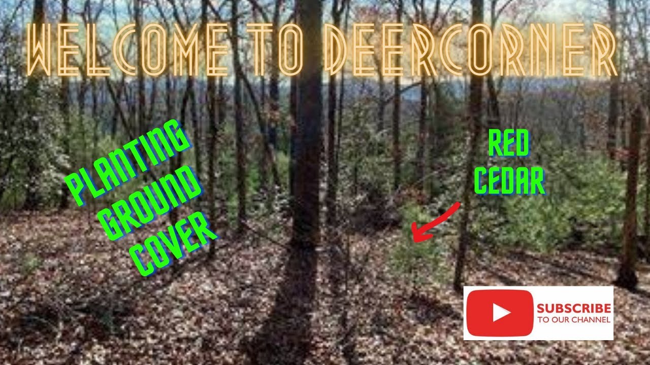 Planting ground cover for DEER and winter months - YouTube