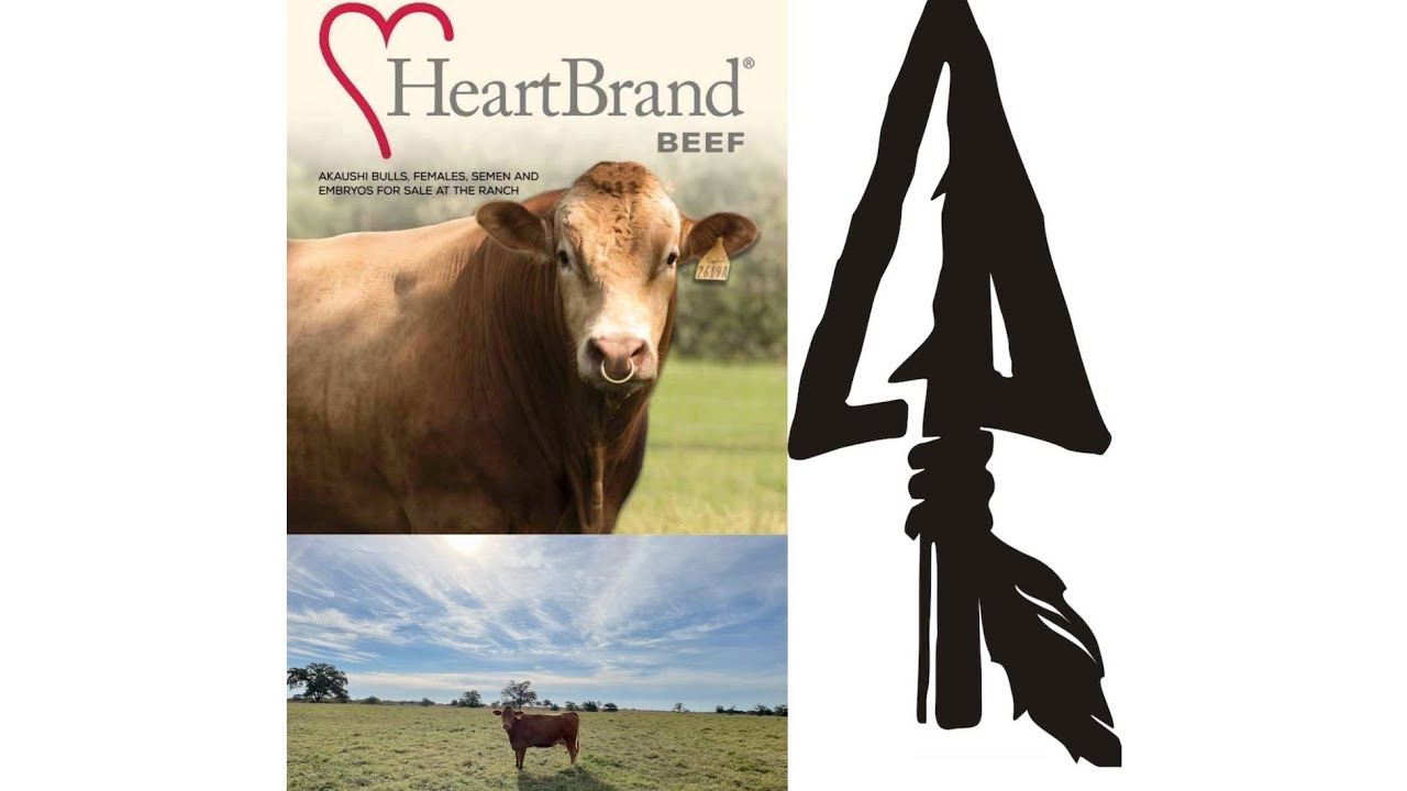 Meeting with Heartbrand Beef in south Texas about introducing akaushi ...