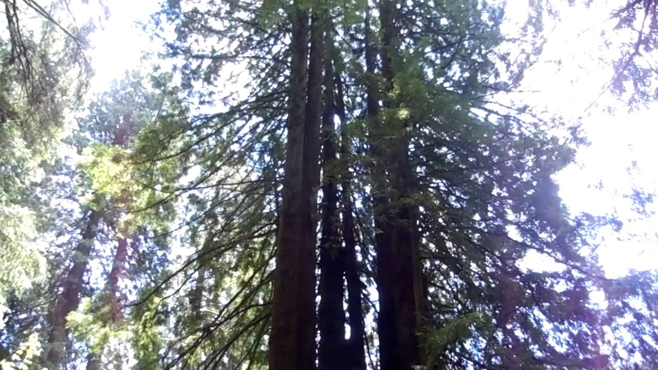Perfect Cathedral Tree - YouTube