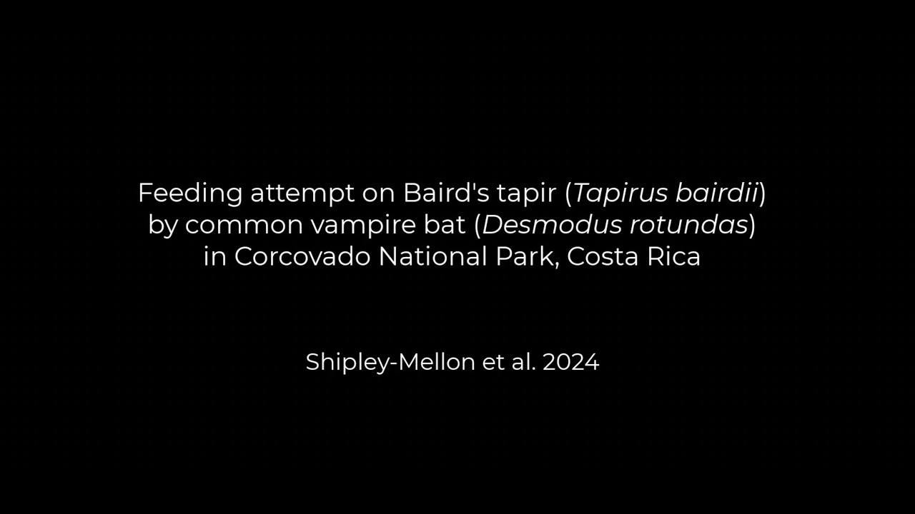 Shipley-Mellon et al. 2024. Vampire bats attempting to feed on Baird's ...