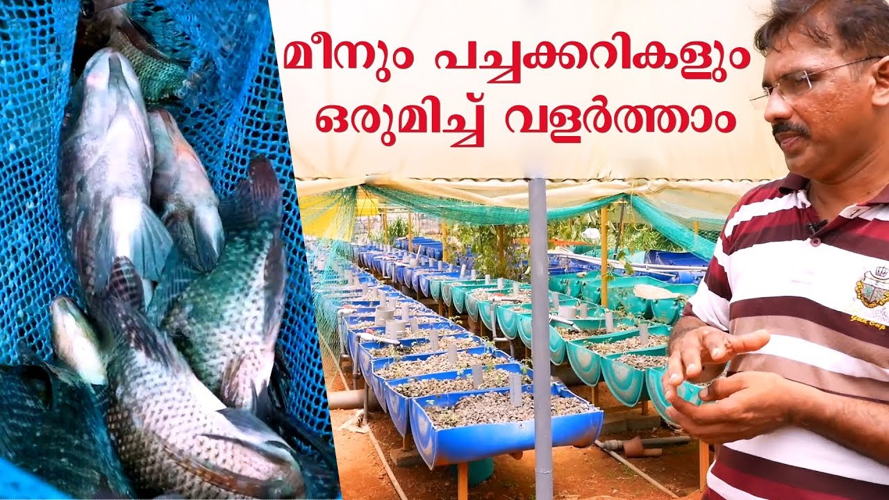 Aquaponics | Fish Farming | Palakkad | മണ്ണ്‌ പുരളാത്ത കൃഷി - YouTube