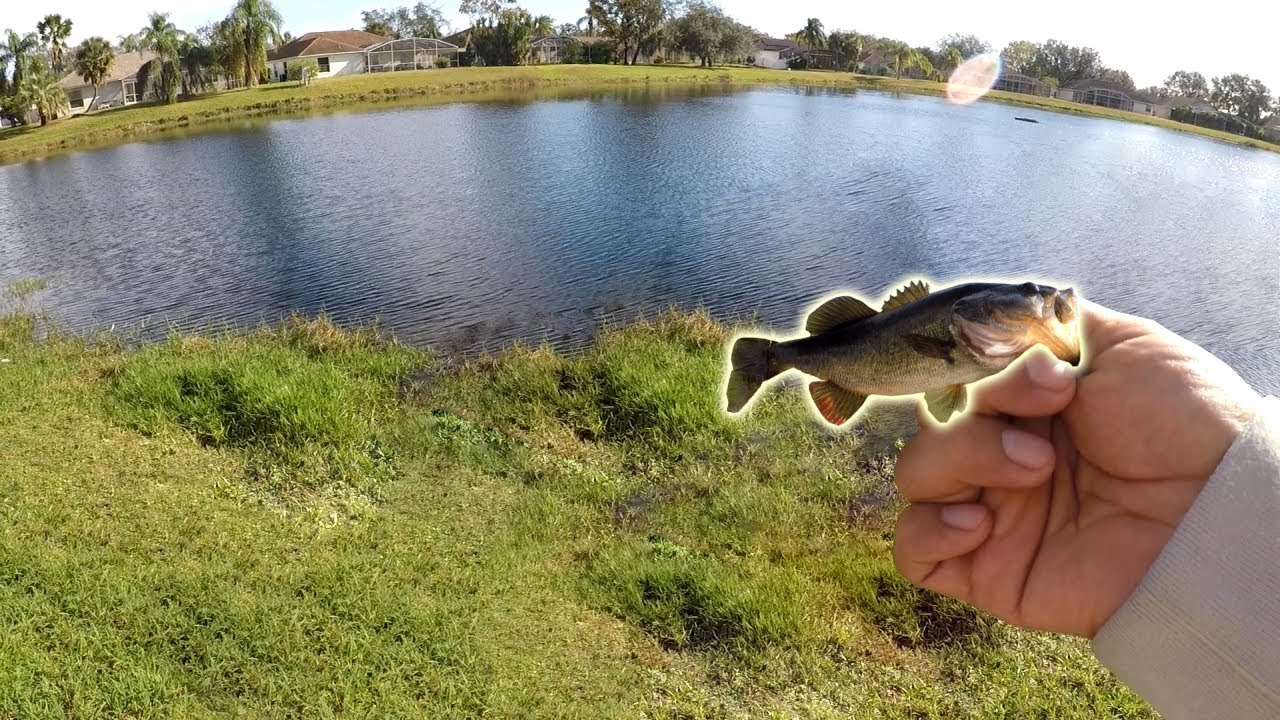 Caught the smallest fish in the world!!! - YouTube