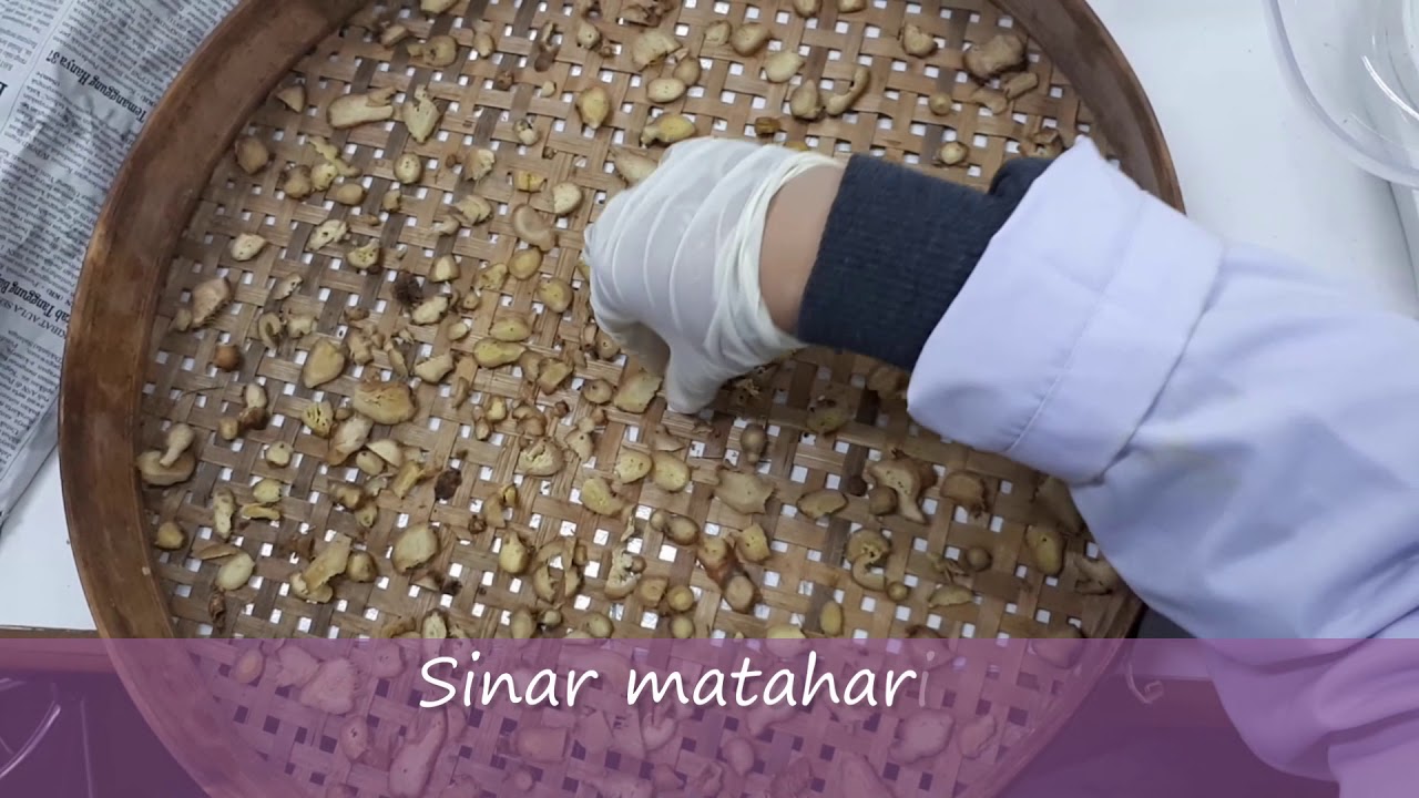 Pembuatan Simplisia - YouTube