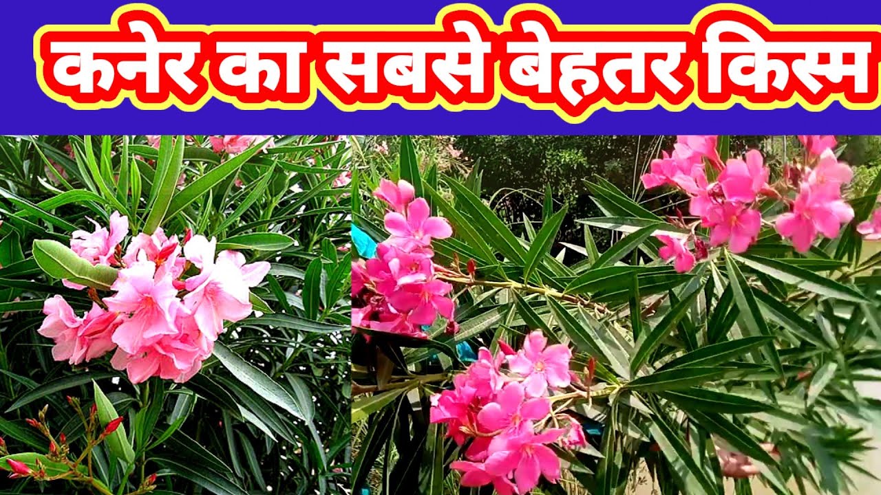 कनेर का पौधा| kaner ka phool kaisa hota hai kanel ka paudha #the great ...