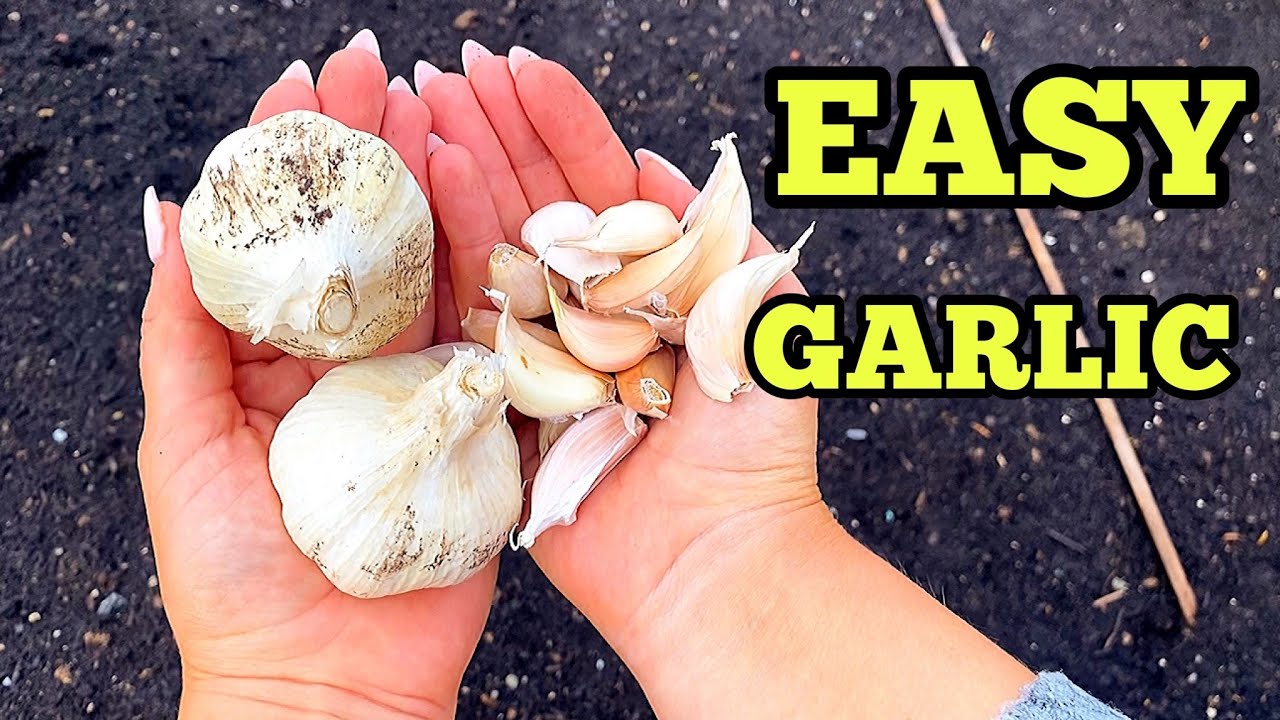 Easiest ZERO maintenance Crop to PLANT? Raised Beds | No dig | Square ...