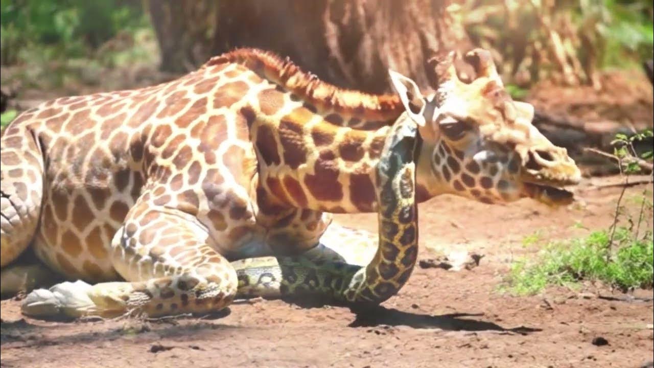 Python and Giraffe: A Rare Encounter Possibility#ai#GPT#sora#openai# ...