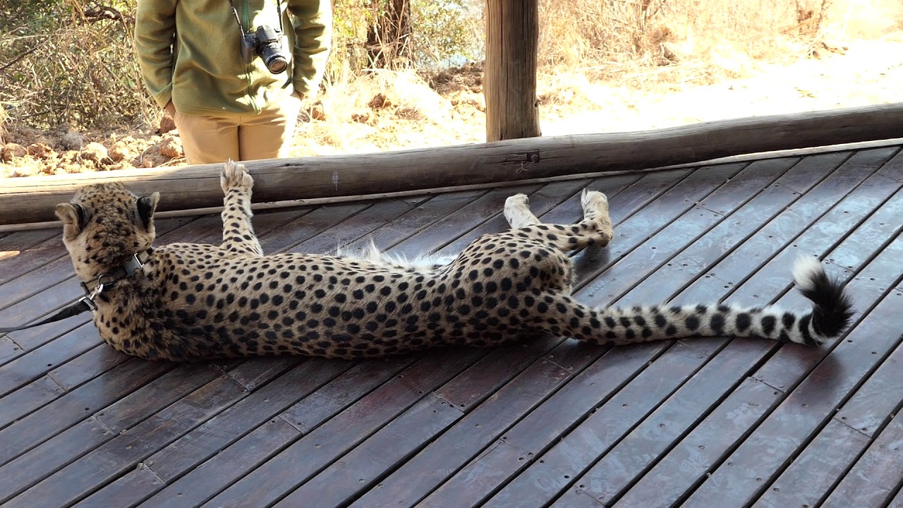 Victoria Falls - Sylvester the Cheetah - YouTube