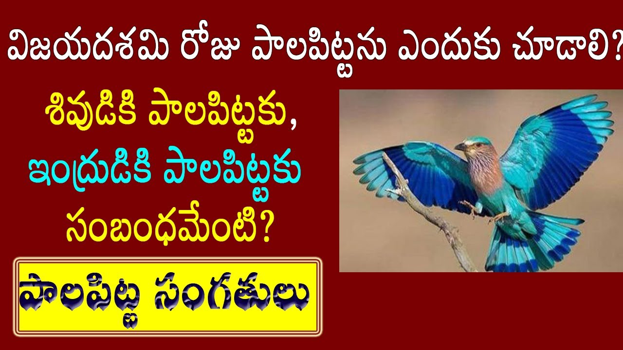 దసరా రోజు పాలపిట్టను ఎందుకు చూడాలి/పాలపిట్ట సంగతులు/facts about indian ...