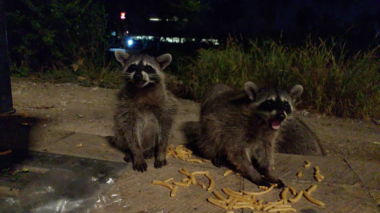 Trash Panda Express Feeding Time - YouTube