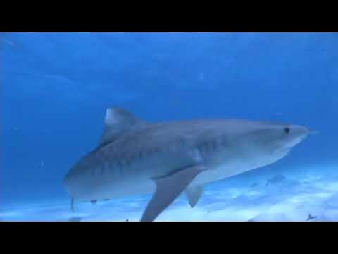 WYLAND-Vision of the Sea v17 - YouTube
