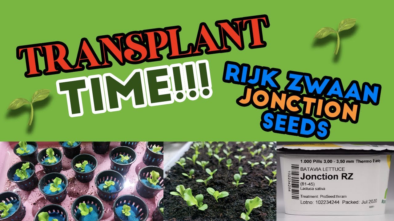 Lettuce Transplant Rijk Zwaan Jonction Seeds Part 2 | Edgar's Rooftop ...