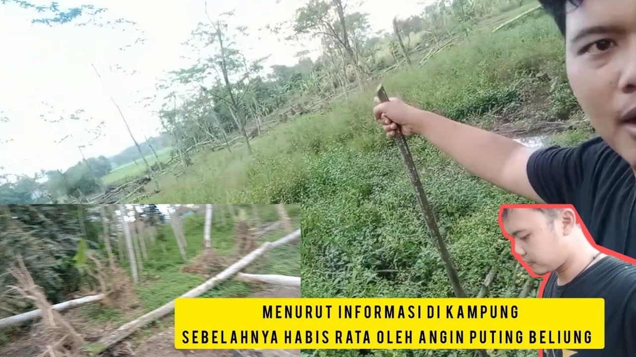 ‼️Puluhan hektar pohon Albasiah Tumbang kena angin Puting beliung ‼️ ...
