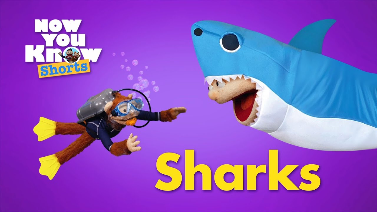 Sharks🦈 | Now You Know | Cartoons for Kids 🧑🏻🐵 | Shark Week! - YouTube