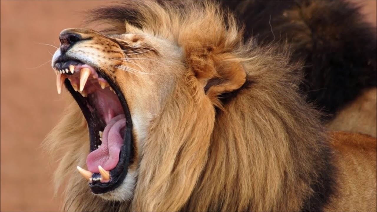 Roar Sound Effect | Free Sound Clips | Animal Sounds - YouTube