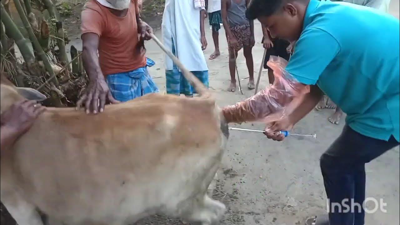 গাই গরু ও মহিশ কৃটিম প্রজনন কেন্দ্র , গাই গরু কেনেকৈ AI করা হয় ...