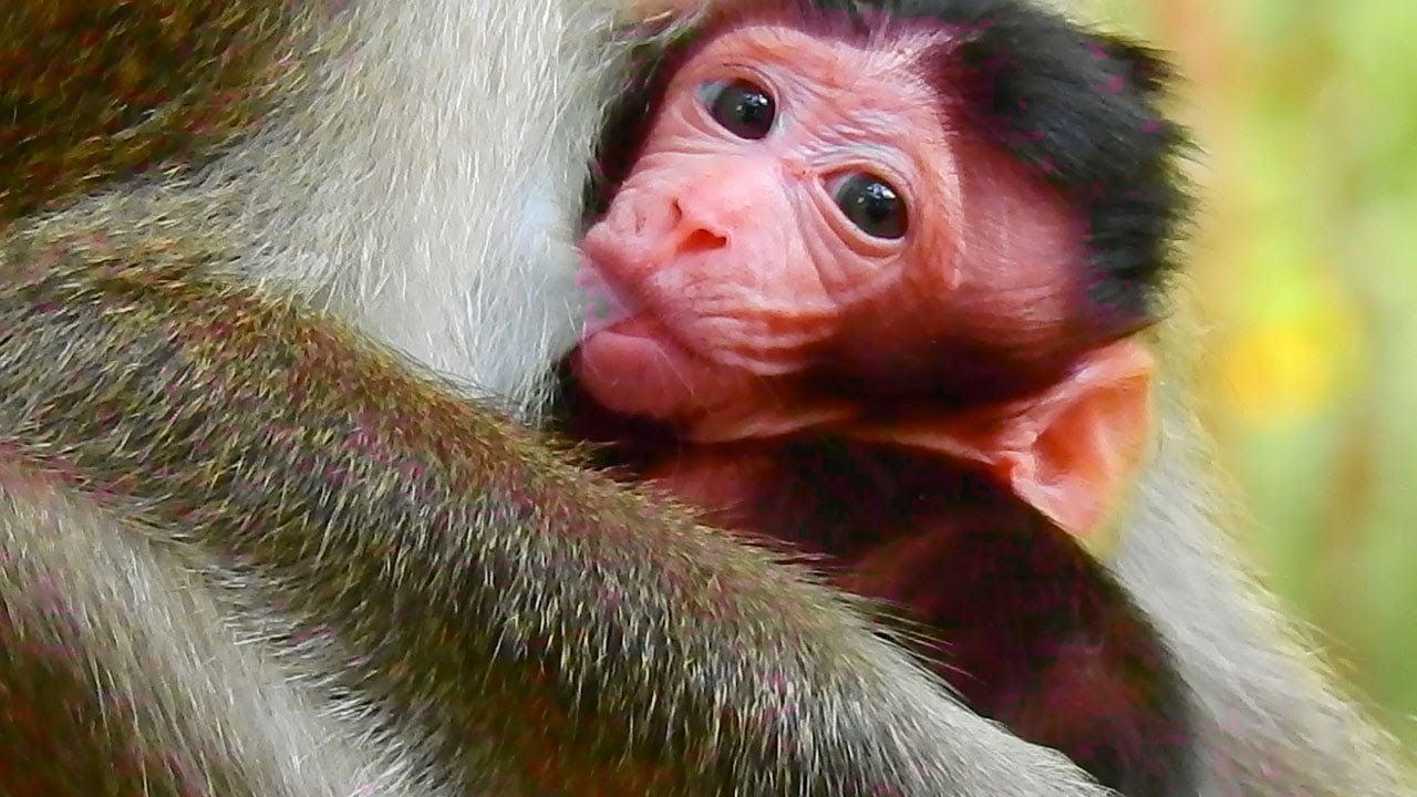 New Baby Ara Gets Sweet Milk To Mum - YouTube