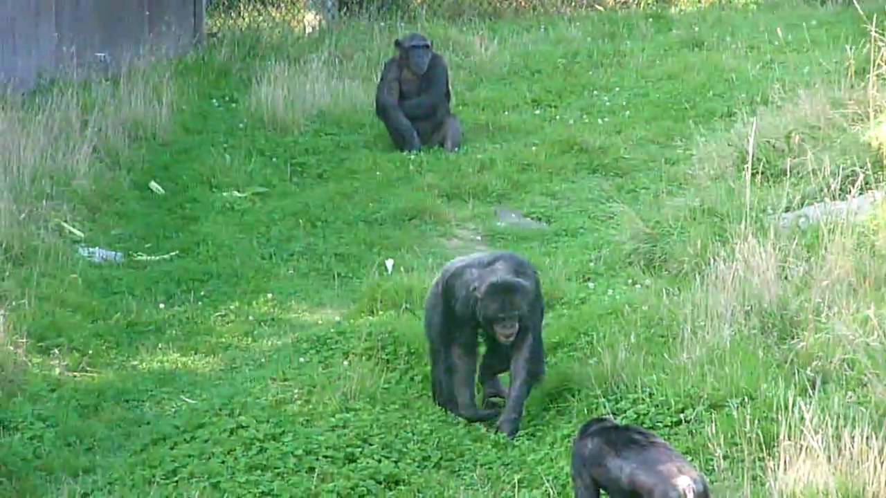 Hananya with his group at Monkey World, Dorset - YouTube