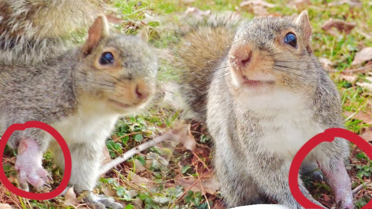 The Unlikely Friendship Feeding And Protecting An Injured Squirrel The Unlikely Friendship Feeding And Protecting An Injured Squirrel