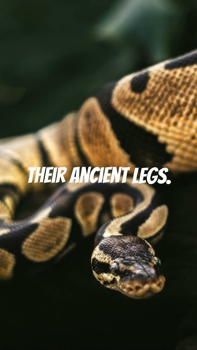 10 Ball Python Facts You Never Knew! 🐍 #fypシ゚viral #anime #wildlife # ...