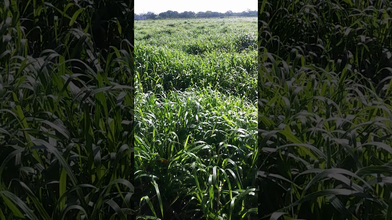 pasto mulato 2 - YouTube