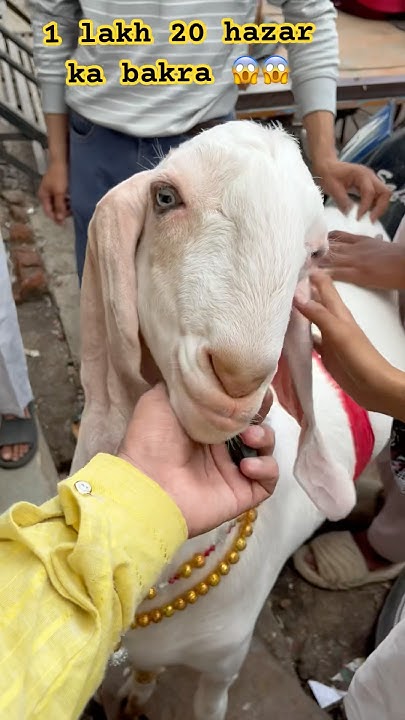 1 lakh 20 hazar ka 🐐bakra 😱#bakra #bakramandi #bakraeidspecial #shorts - YouTube