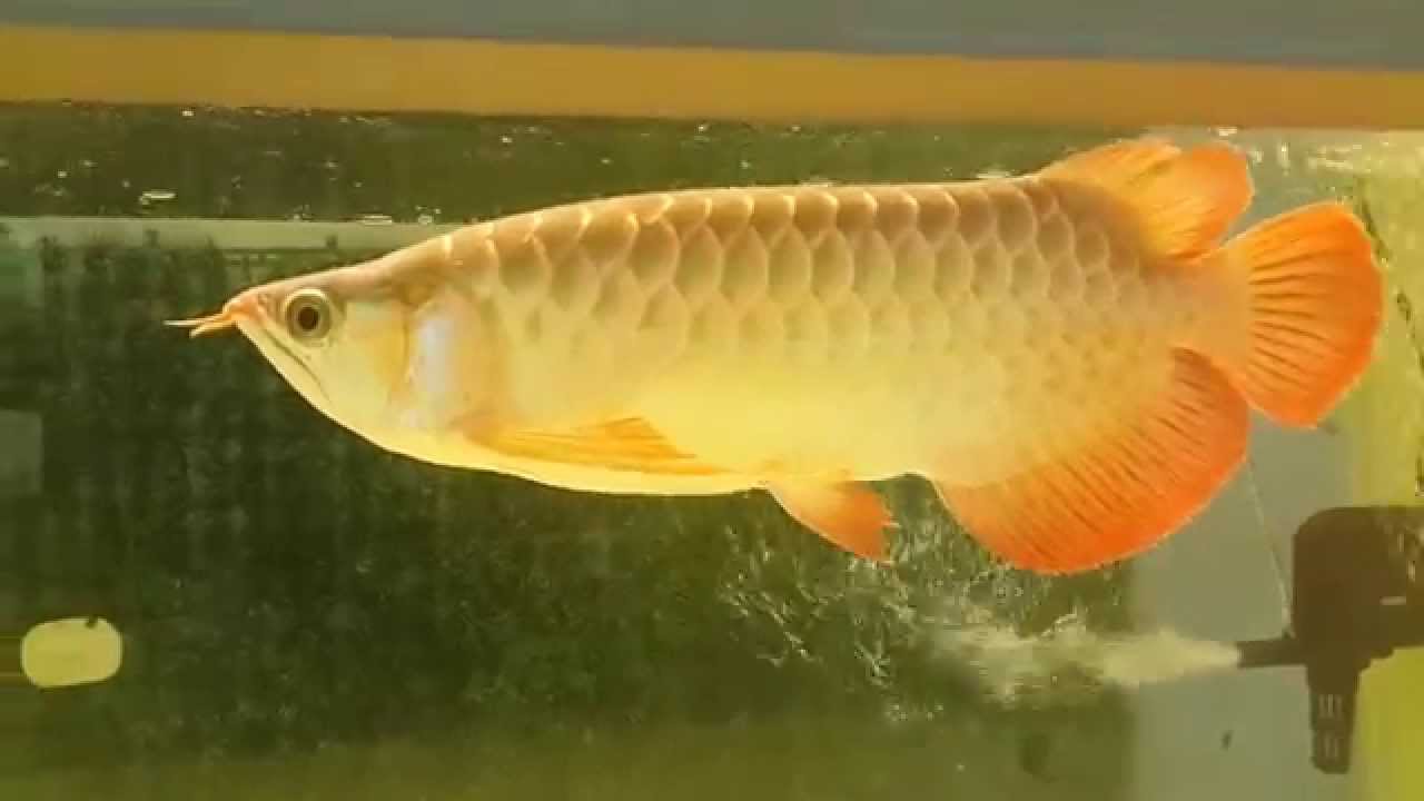 Shortbody spoon head big tail - YouTube