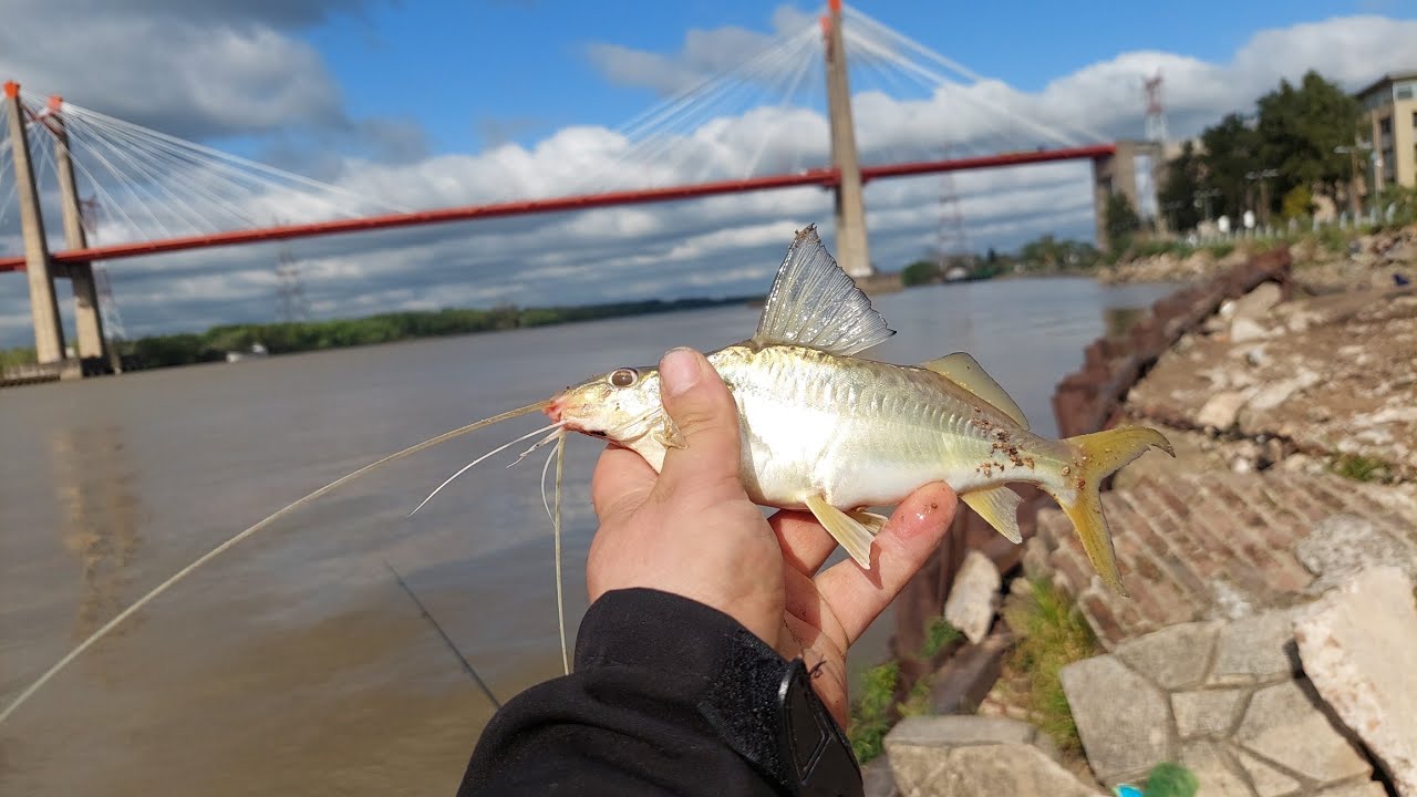 pesca en ZÁRATE con suscriptor de CORRIENTES. lugar GRATIS - YouTube