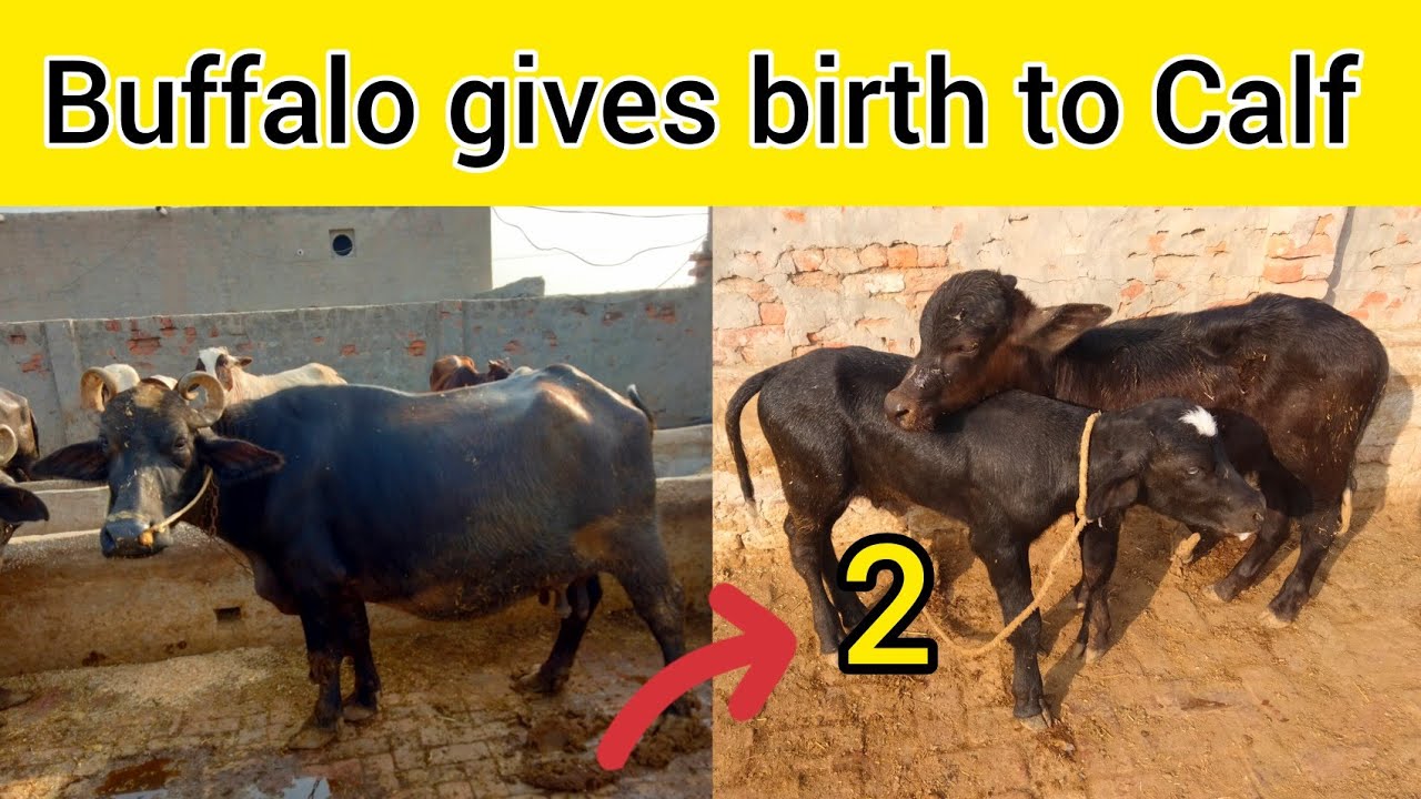 Nili Ravi Buffalo gives birth to Twins beautiful calf|Cow Mandi|Maweshi ...