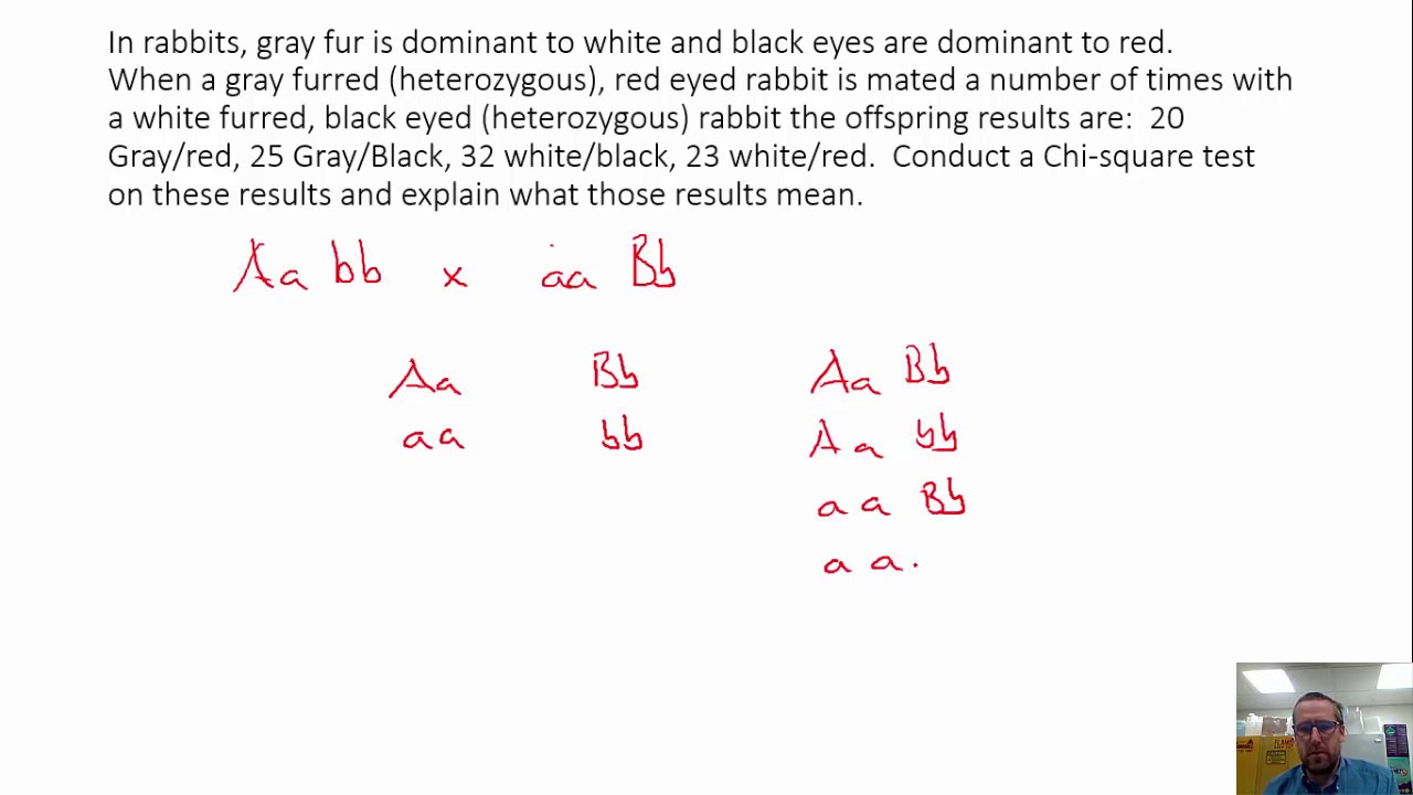 Chi Square Test And Genetics Problems YouTube
