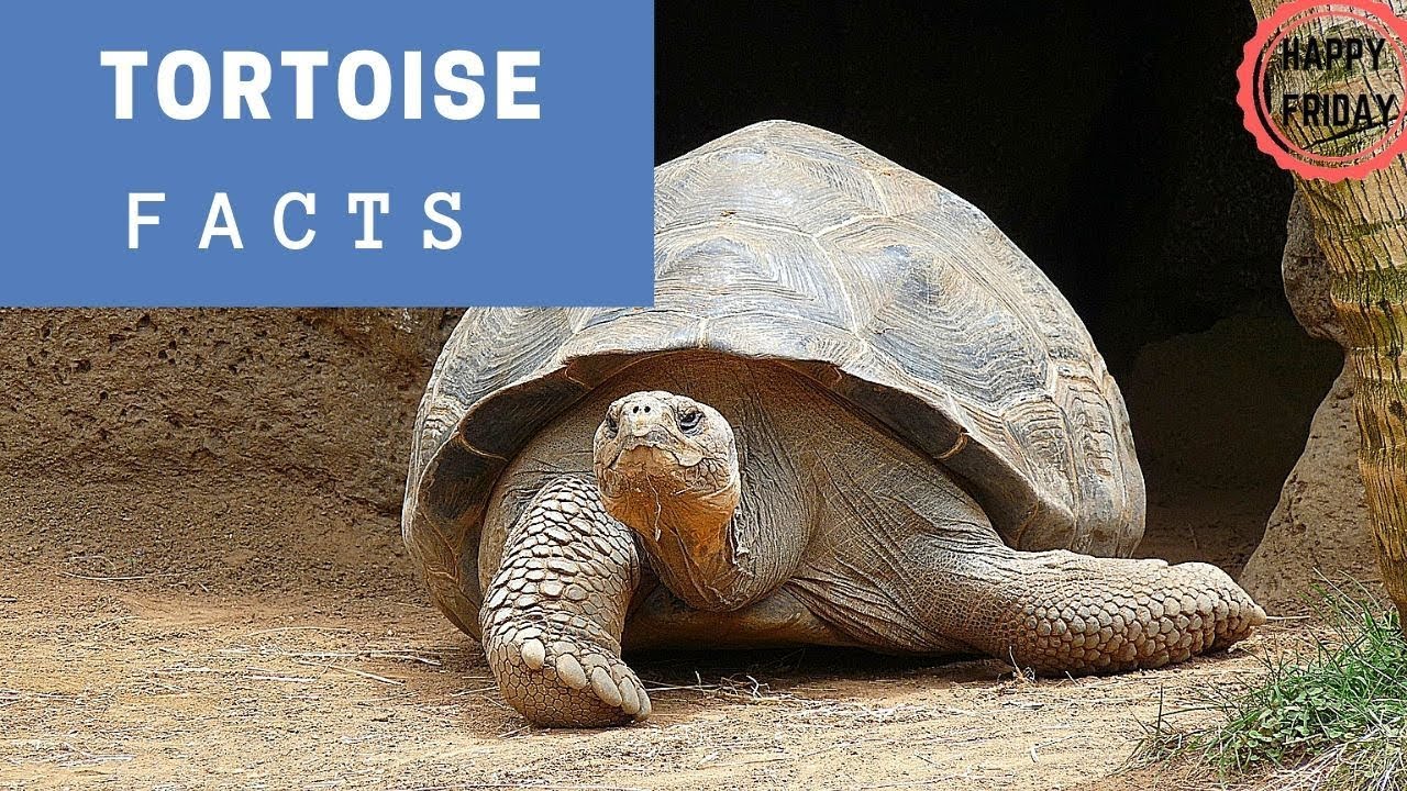Tortoise Fun Facts! - YouTube
