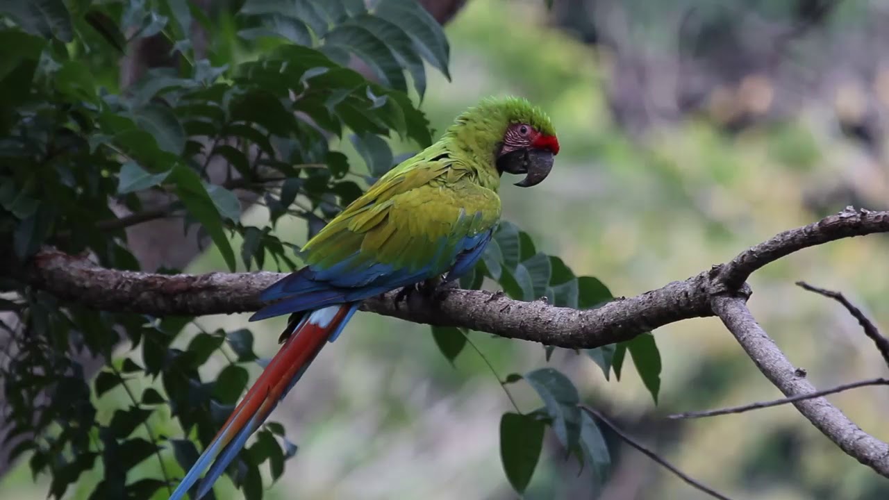 The beauty of Great Green Macaws - YouTube