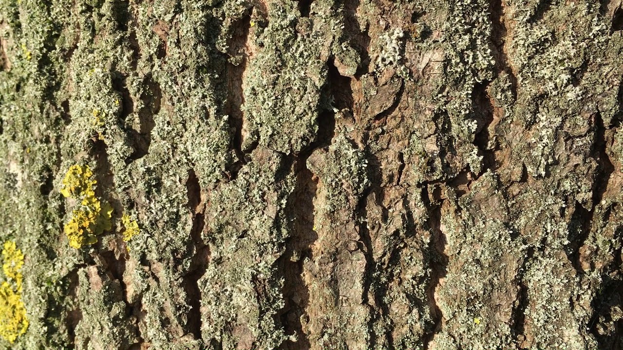 Common lime - bark close up - February 2020 - YouTube