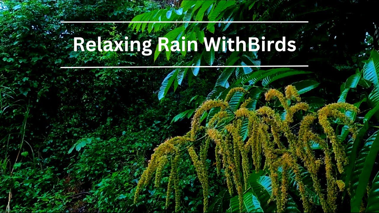 Rainforest Rain Sounds for Sleeping or Studying White Noise Relaxation ...