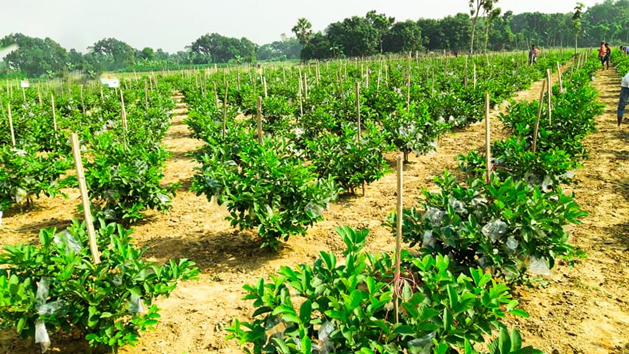 Amazing Guava Farming Business | Guava Farming Is The Best Idea For ...