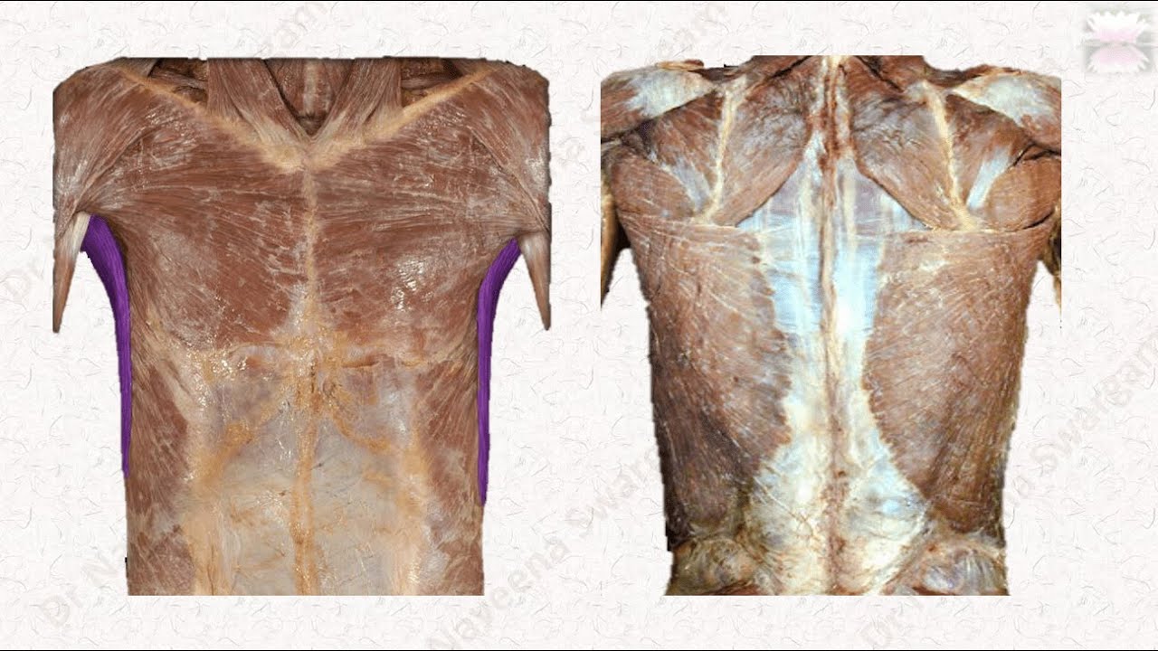 Muscles of Upper Limb - Part 1 - YouTube