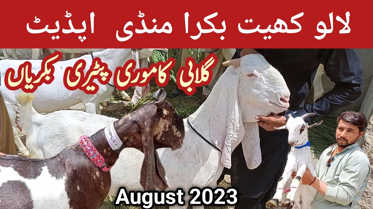 Lalukhet Sunday Bakra mandi latest update | 20-Aug-2023 | Gulabi kamori ...