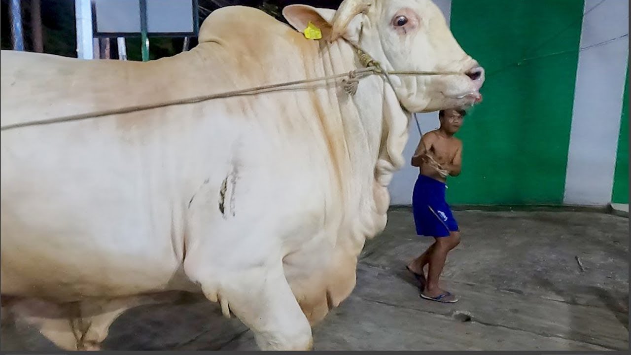 Ngeri Sapi Sapi Monster Terbesar Masuk Lapak Truk Muat Sapi Sampai ...