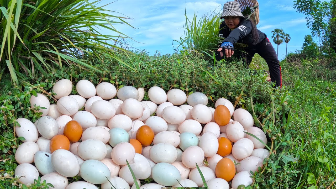 best amazing! a female farmer Harvest duck eggs a lot under grass at ...