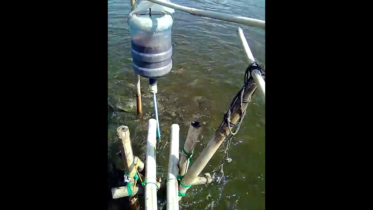Milkfish (Bangus) Feeder Device - YouTube