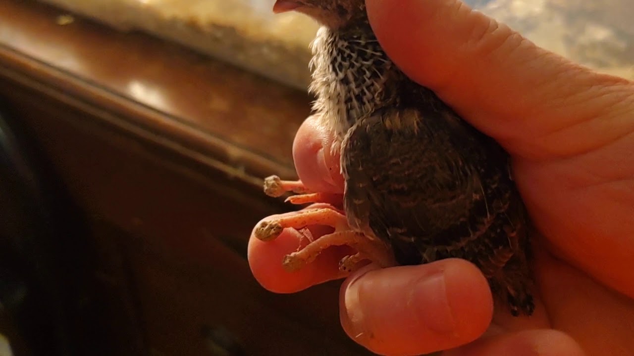 Quail are 1 week old . #QUAIL - YouTube