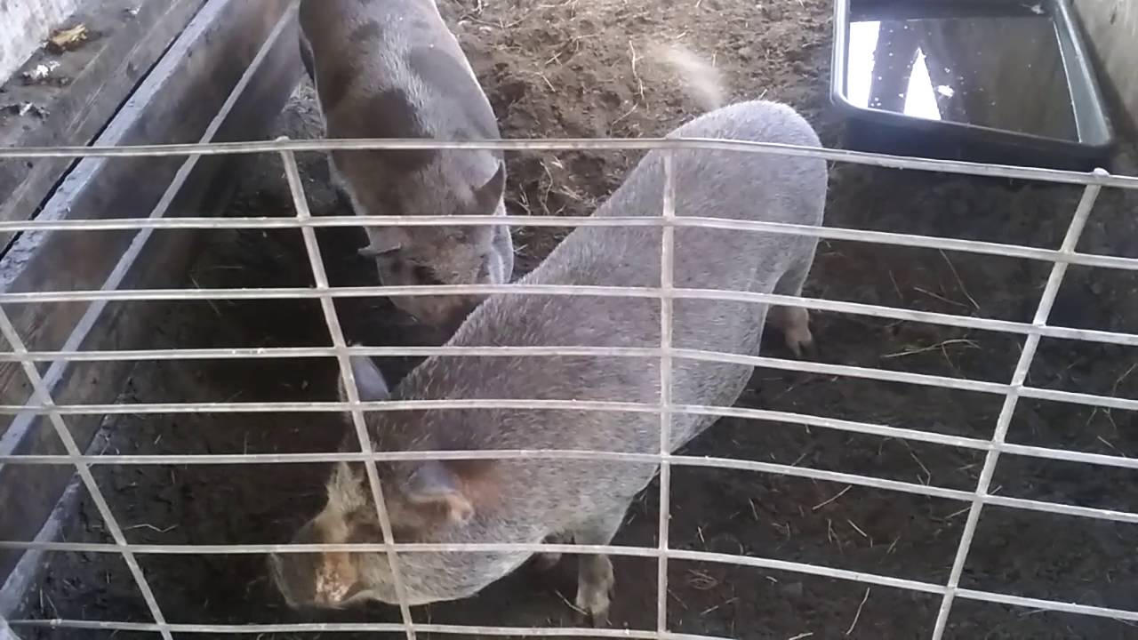 Happy Pigs Oinking - YouTube