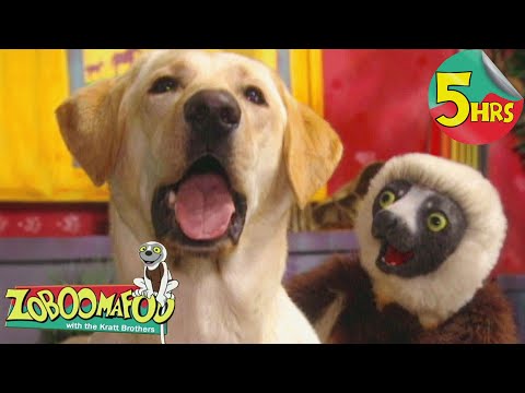 5 Hours of Zoboomafoo! | Buddies | Movies for Kids