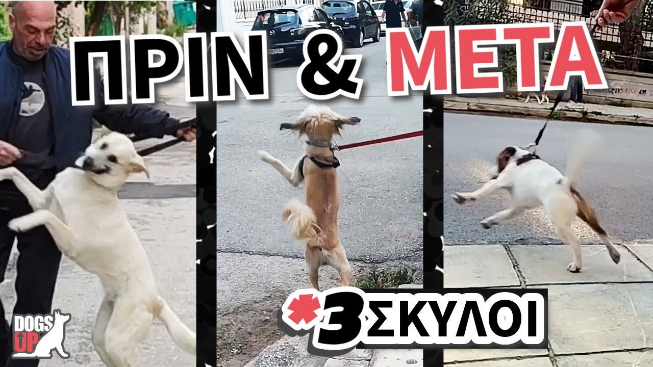 3 σκύλοι πριν και μετά την εκπαίδευση Διόρθωση συμπεριφοράς - YouTube
